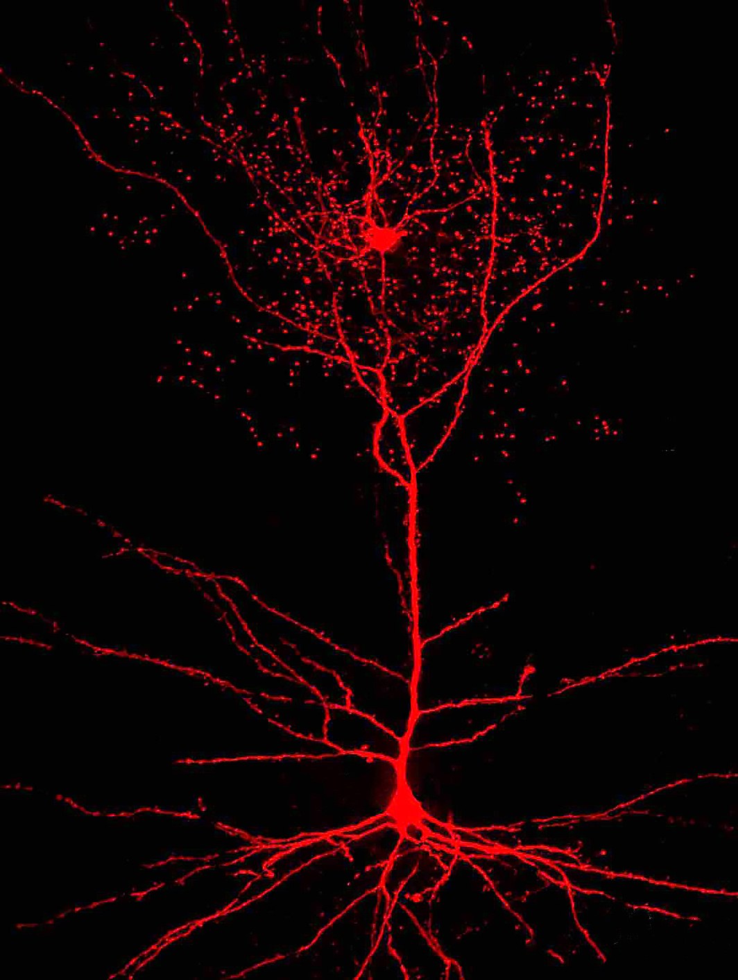 Rosehip neurons in pipe cleaners! – NW NOGGIN: Neuroscience outreach ...