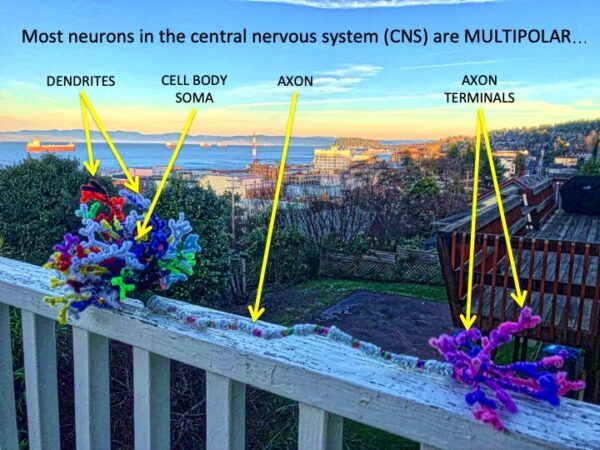 What color is your…neuron? – NW NOGGIN: Neuroscience outreach group ...