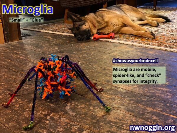 Pipe Cleaner Brain Cells! – NW NOGGIN: Neuroscience outreach group ...