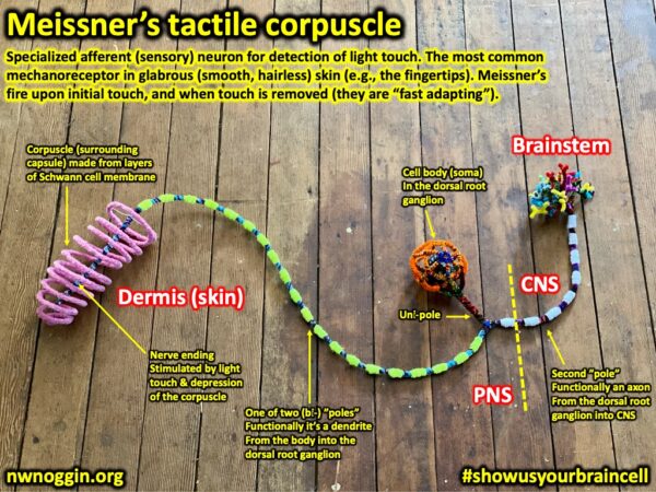 Pipe Cleaner Brain Cells! – NW NOGGIN: Neuroscience outreach group ...