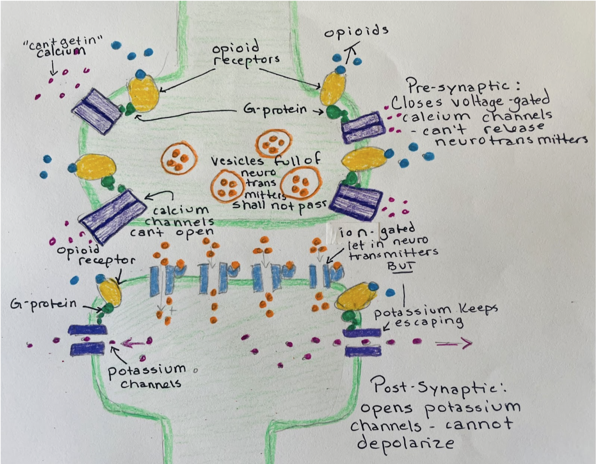 What Happens to a Young Brain on Opioids? – NW NOGGIN: Neuroscience ...