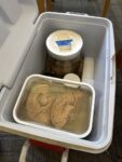Why are our brains so wrinkly? – NW NOGGIN: Neuroscience outreach group ...