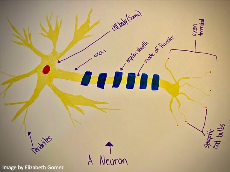 Why are our brains so wrinkly? – NW NOGGIN: Neuroscience outreach group ...